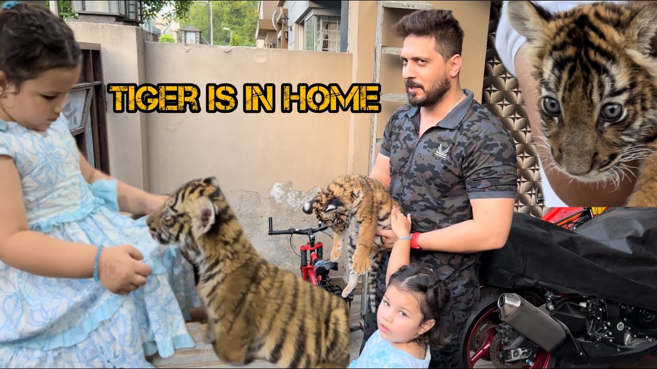 Raiha se milne Tiger aa gya ☺️ - YouTube