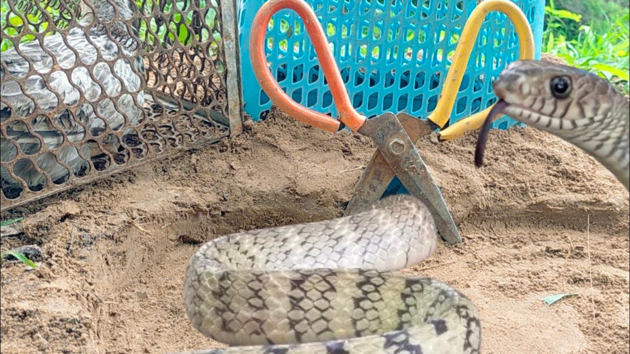 Using rubber hoses, trays, electric fans and deep pits to create a wild ...