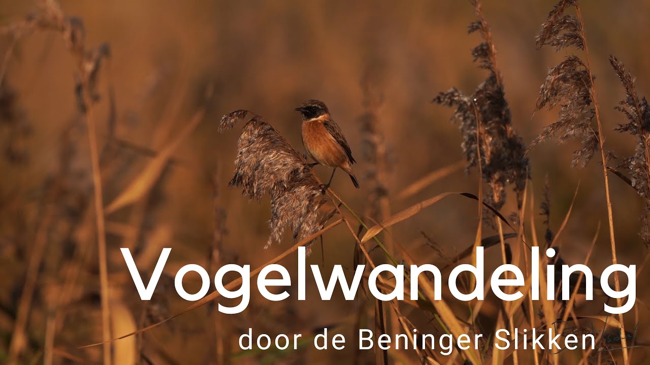 Vogelwandeling door de Beninger Slikken #802 - YouTube