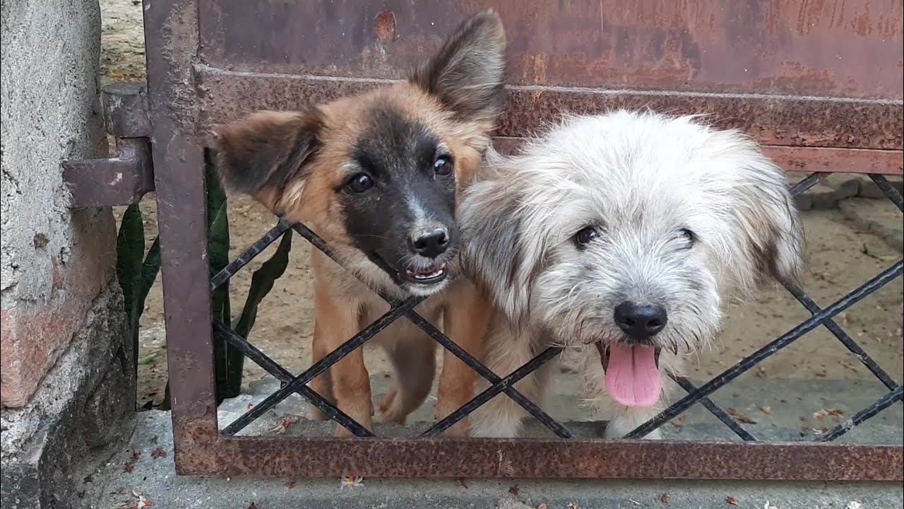 zubi dubi ki jodi part 10 | lhasa apso and brown pomeranian puppy ...