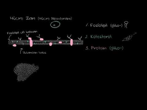 Hücre Zarı ve Akışkan Mozaik Zar Modeli (Fen Bilimleri) (Biyoloji)