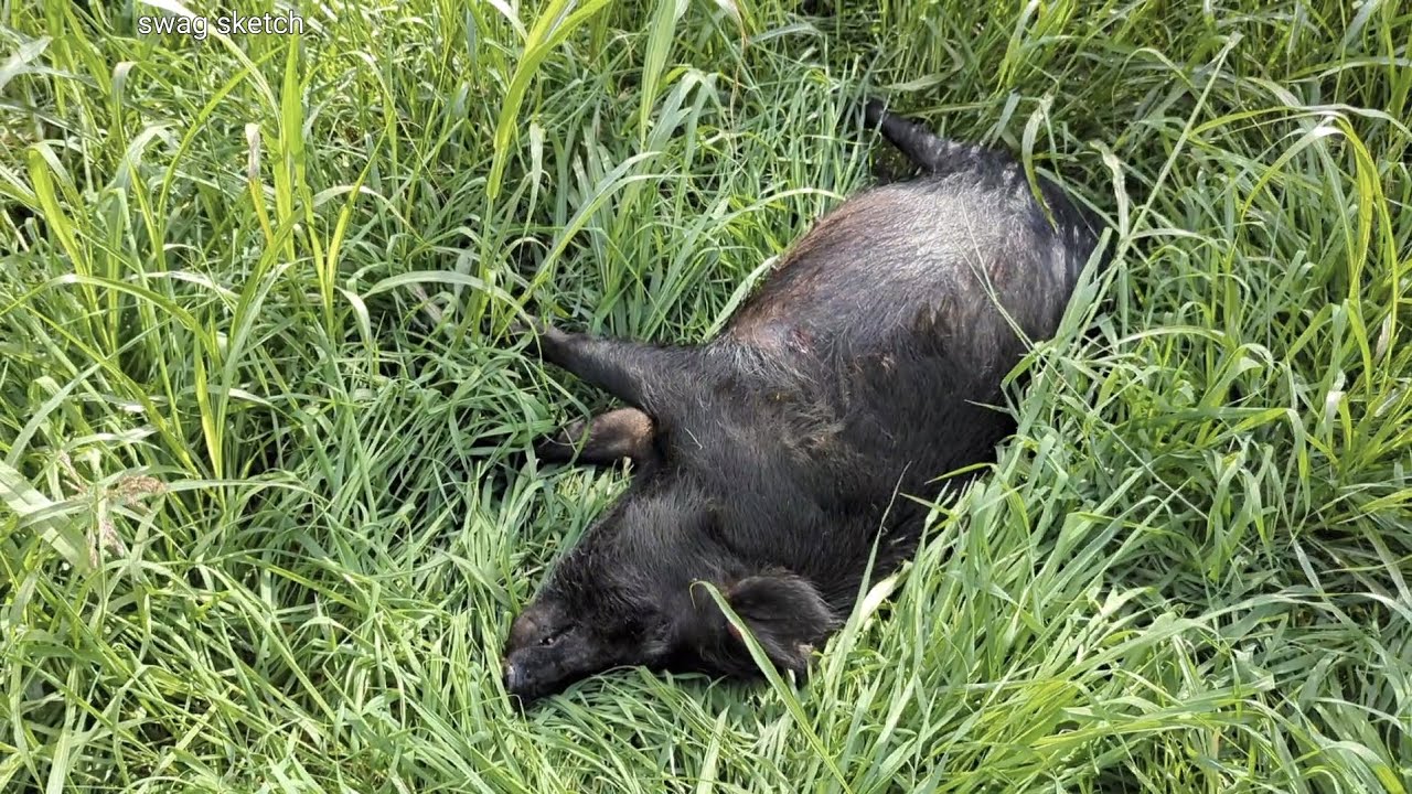 DEAD PIG at awesome campsite - lucky these kids sorted it for me 😜 ...