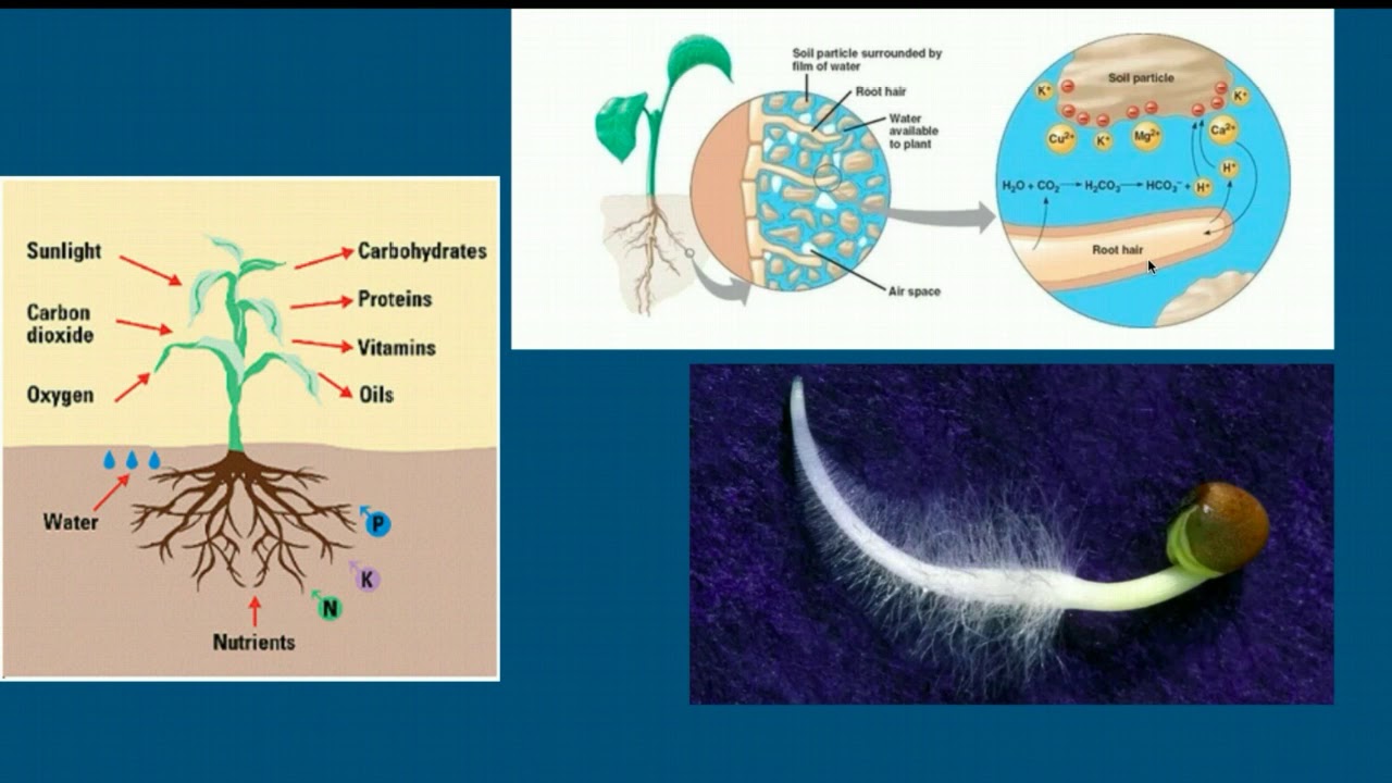 Fertilizer Science made simple... I hope. - YouTube
