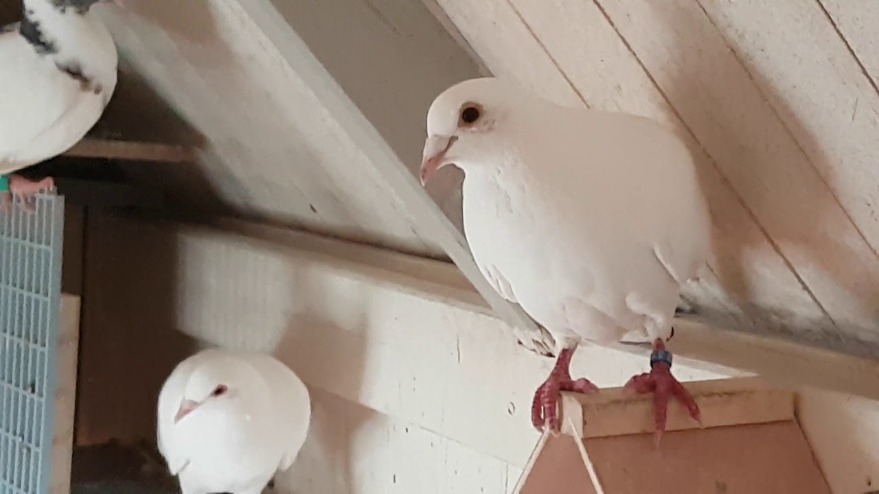 Bed time in the pigeons cop - YouTube