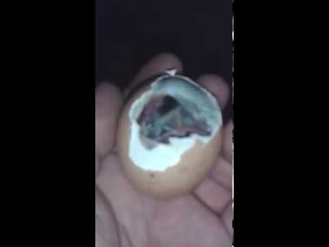 Miraç gecesi yumurtada yaşanan mücize...!