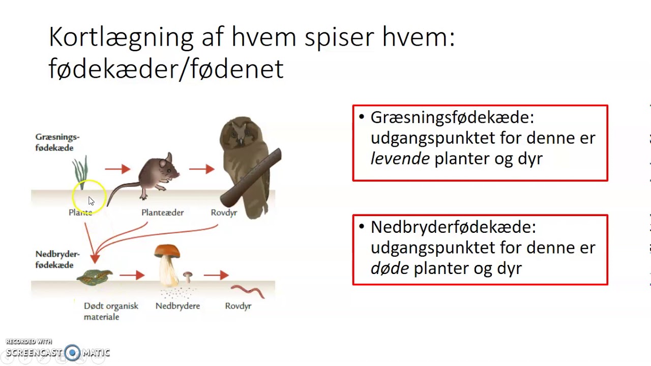 Økologi og økosystemer - YouTube