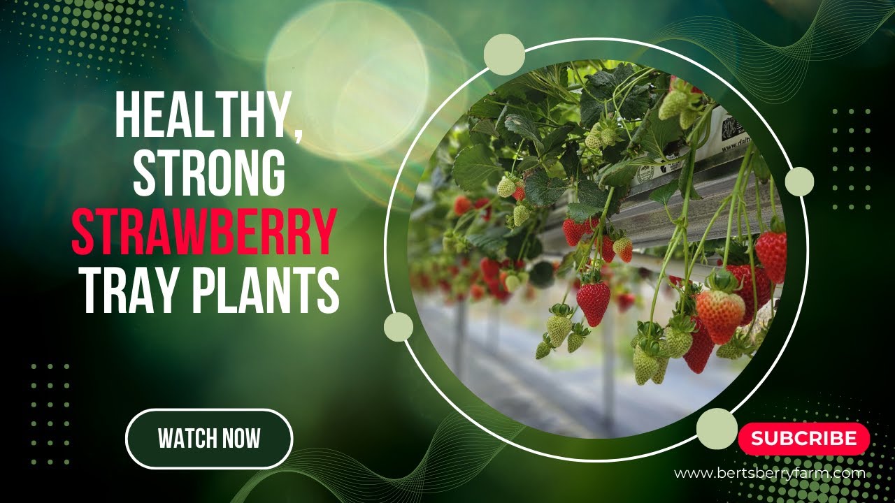 🍓 Bert’s Berry Farm Tray Plants are Humming Away! 🌱 - YouTube