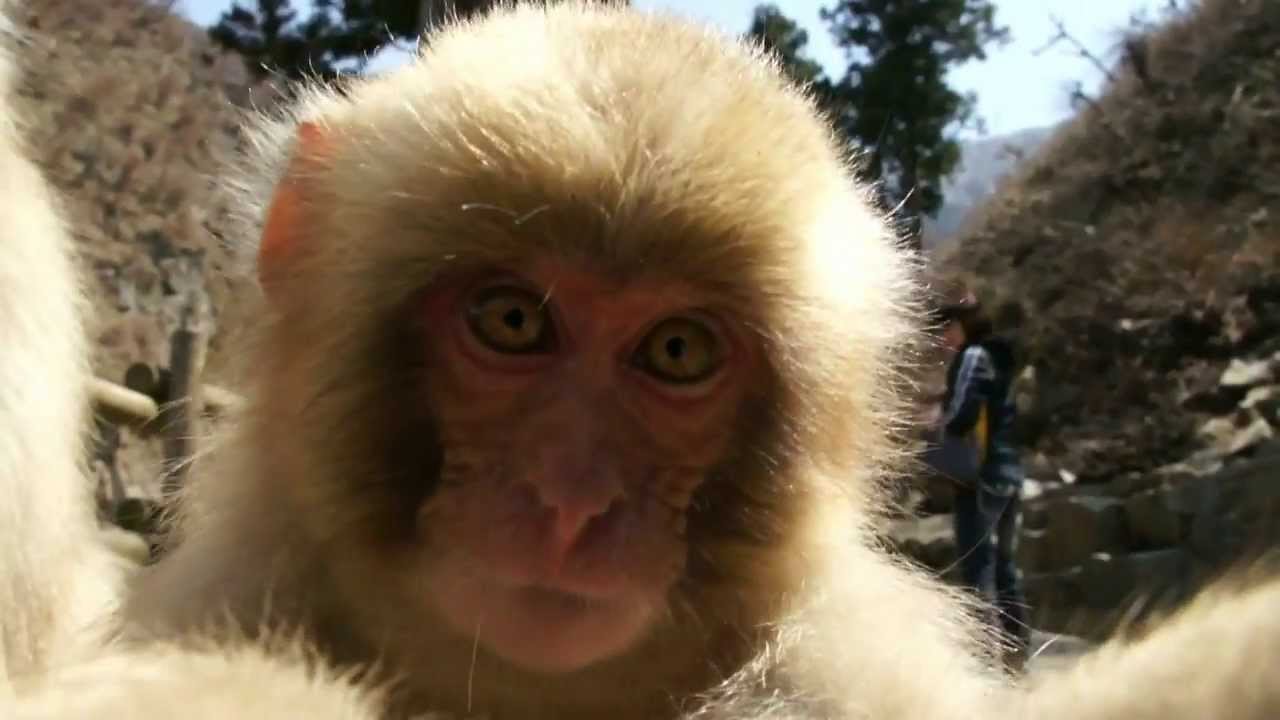 Snow Monkey Grabs My Camera - YouTube