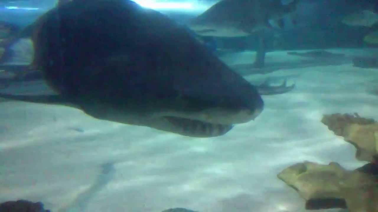 Akvarijum u Budimpešti - YouTube