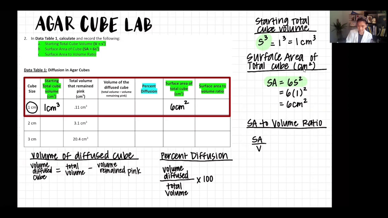 Agar Cube Lab Sample Calculation - YouTube
