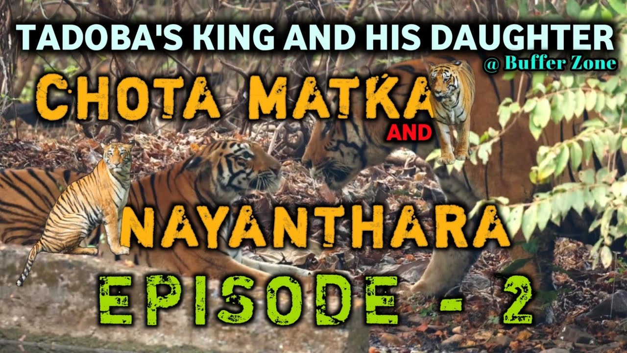 Chota Matka & Nayantara Spotting at Nimdhela Safari Tadoba Andhari ...