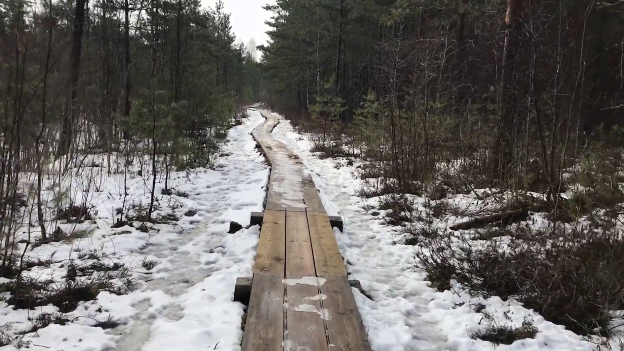 ASRM - walk in a bog. Sounds of steps, nature and gunshots. - YouTube