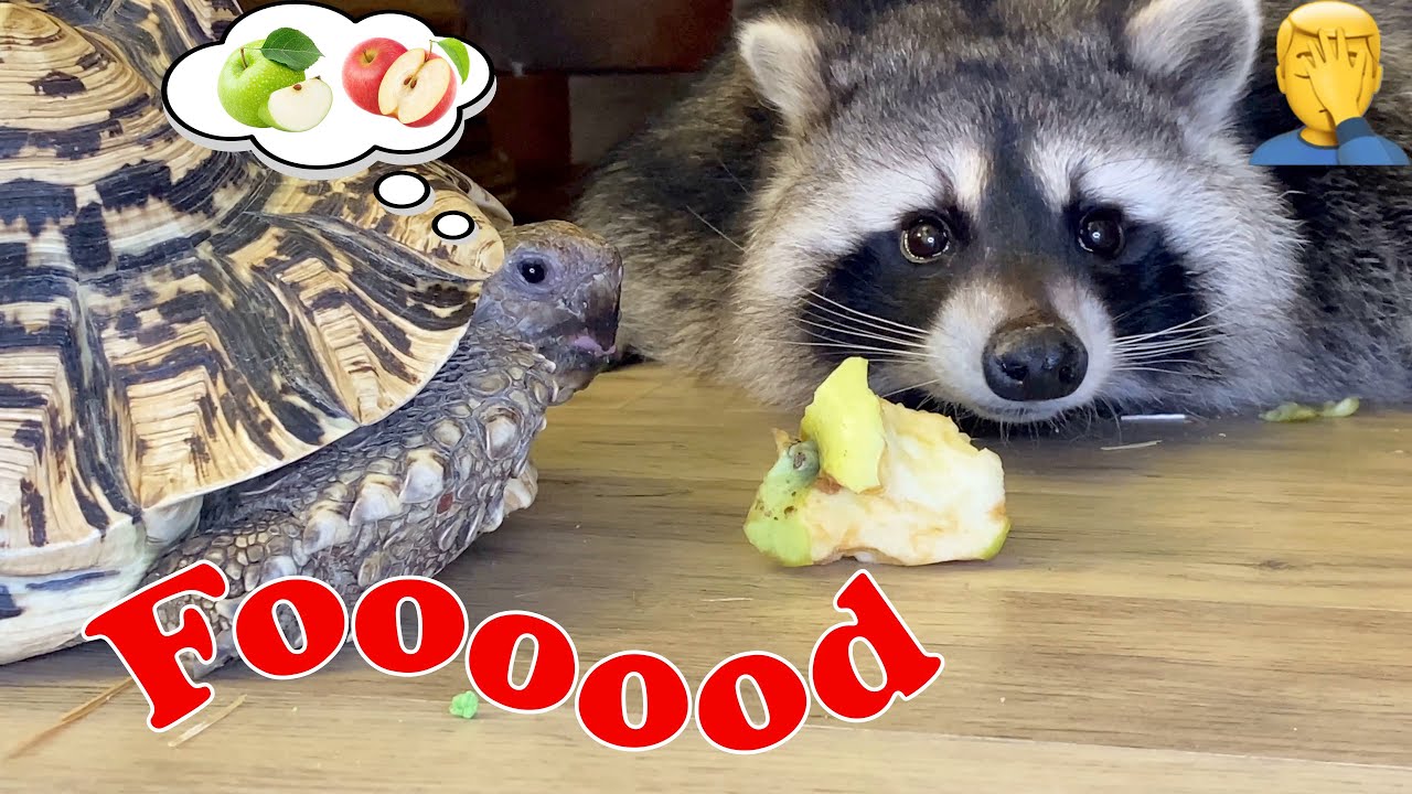 Turtle raccoon and apple is an interesting situation. - YouTube