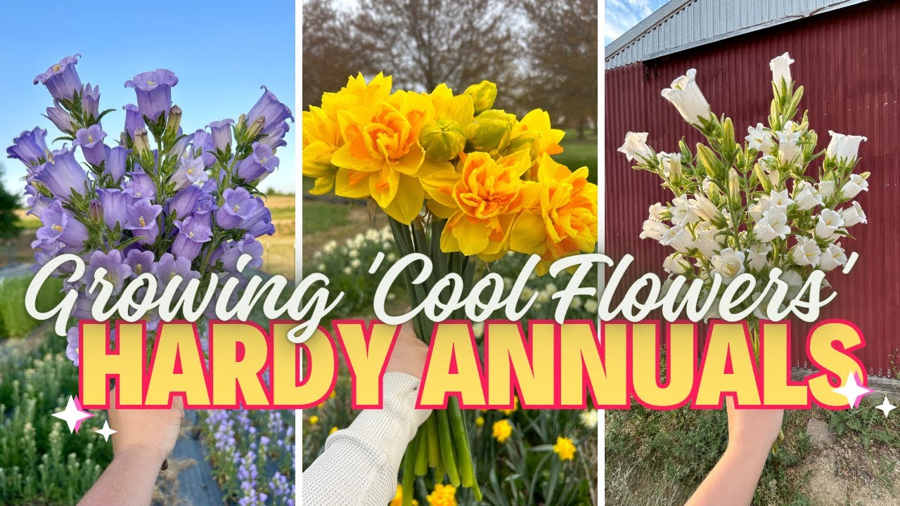 Grow "Cool Flowers" This Spring | Plant Hardy Annuals For An Early ...