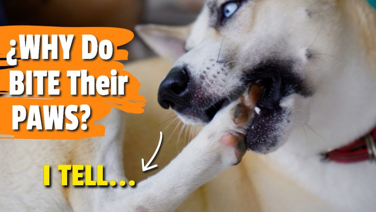 🐶😲 ¿WHY Do DOGS BITE Their PAWS? - YouTube