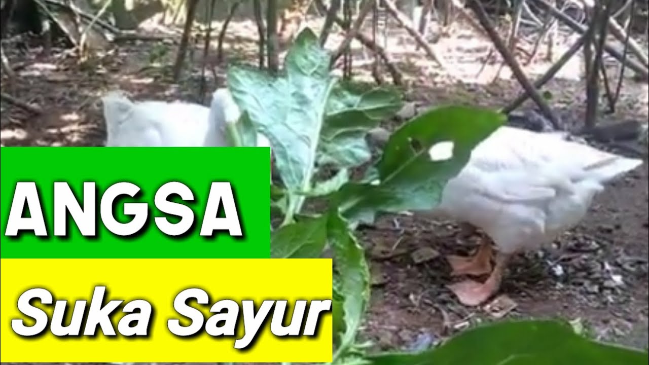Sayur Daun Pakan Angsa - YouTube
