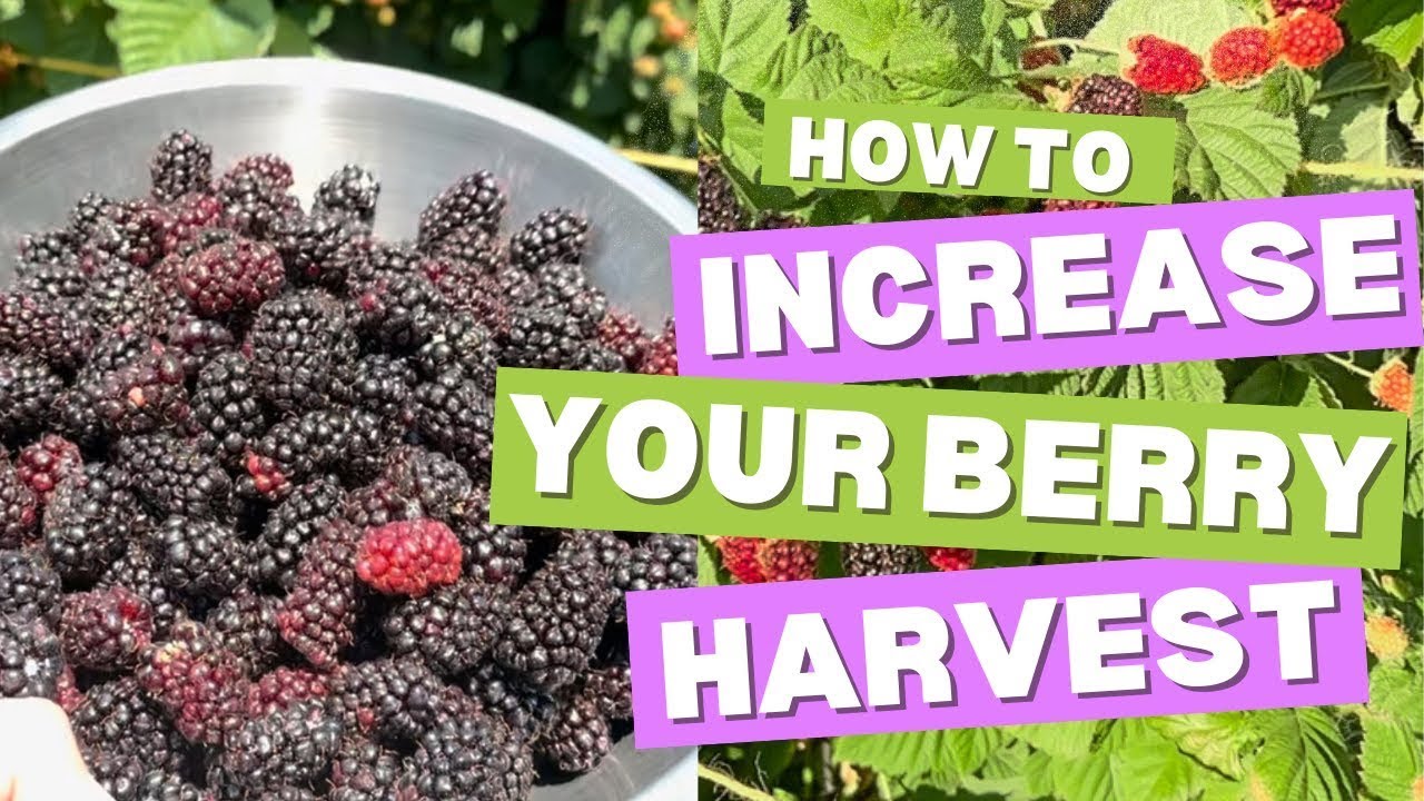 How To Increase Berry Harvests: Training Berry Canes for Large Berry Yields - YouTube