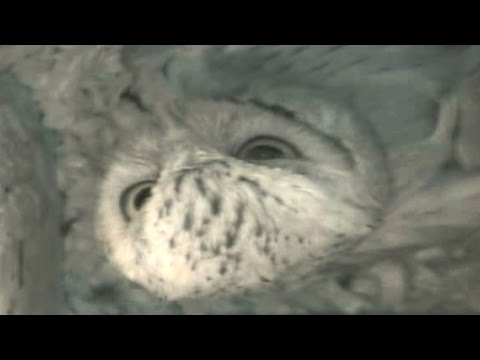 Eastern Screech Owl Incubating First Egg in Nest Box - YouTube