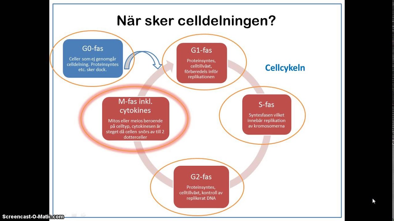 Introduktion till celldelning - YouTube