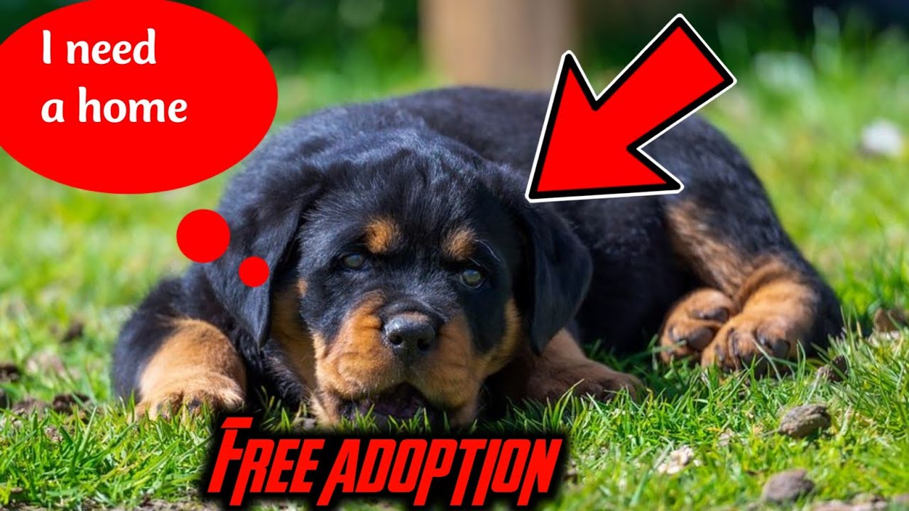 Rottweiler puppies for free adoption - YouTube