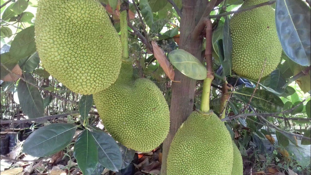 All time Vietnam variety jackfruit (Kathal)Fruiting 2year age plant.by ...