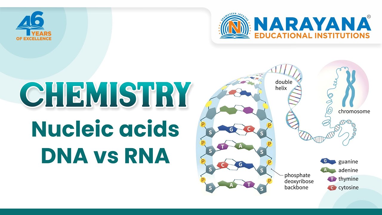 DNA vs RNA | Nucleic Acids Explained | Chemistry Class 12 | Narayana ...