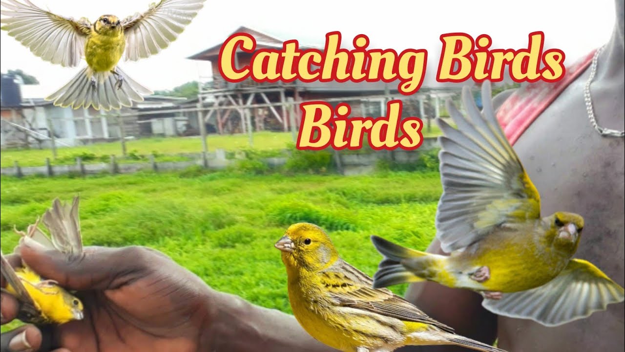 When To Catch Fire Red Birds And Catch Canary Birds - YouTube