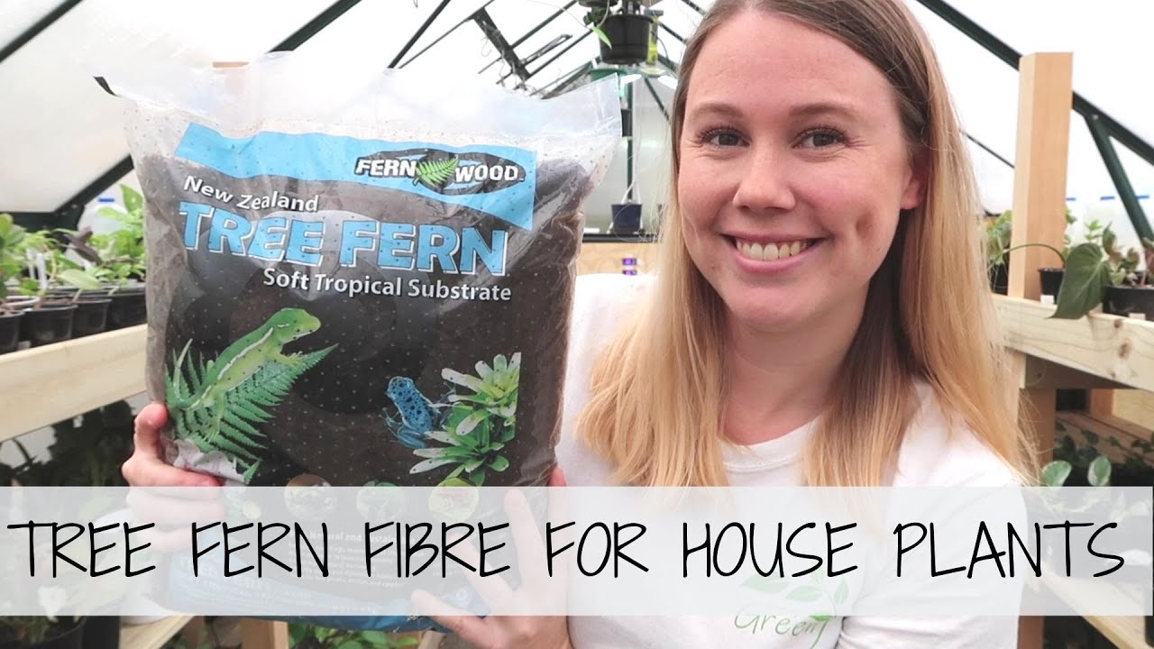 What is TREE FERN FIBRE? 🌱 How It's Used, Benefits + Demonstration ...