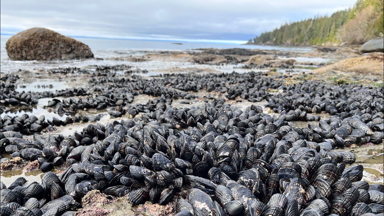 Harvesting Mussels In British Columbia Canada - YouTube