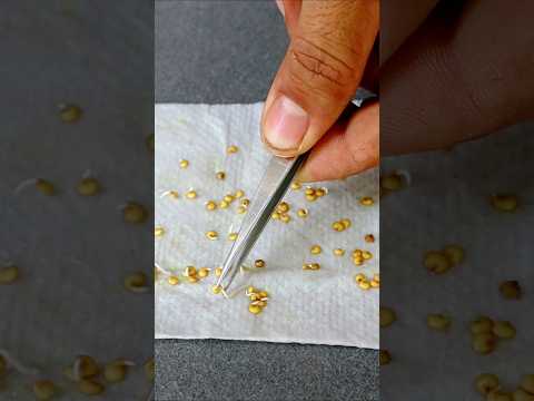 Eggplant seedling #eggplant #seeds #v87garden #gardening