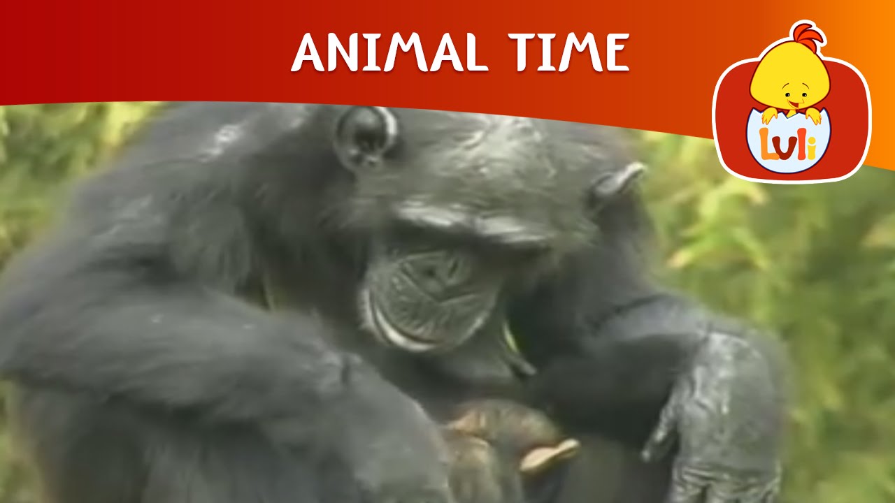 Animal Time | Cartoon for Children - Luli TV - YouTube