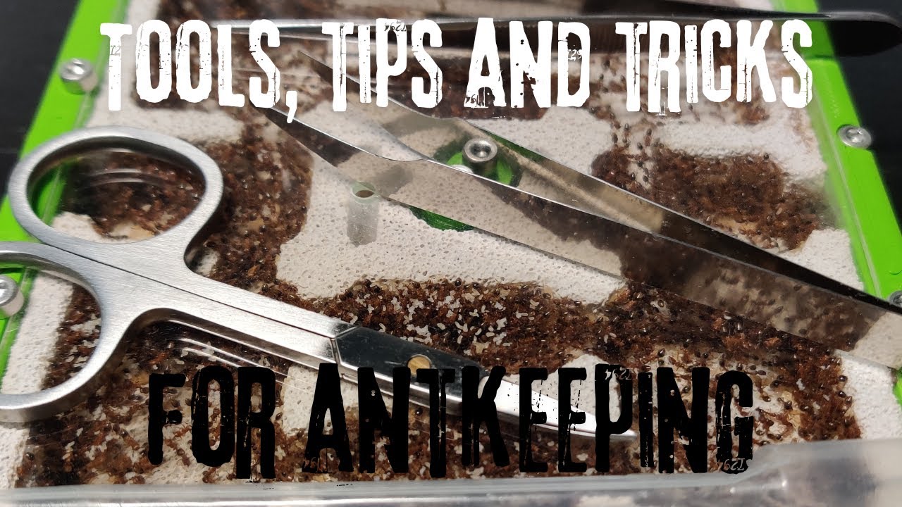 Tools, Tips and Tricks for antkeeping - YouTube