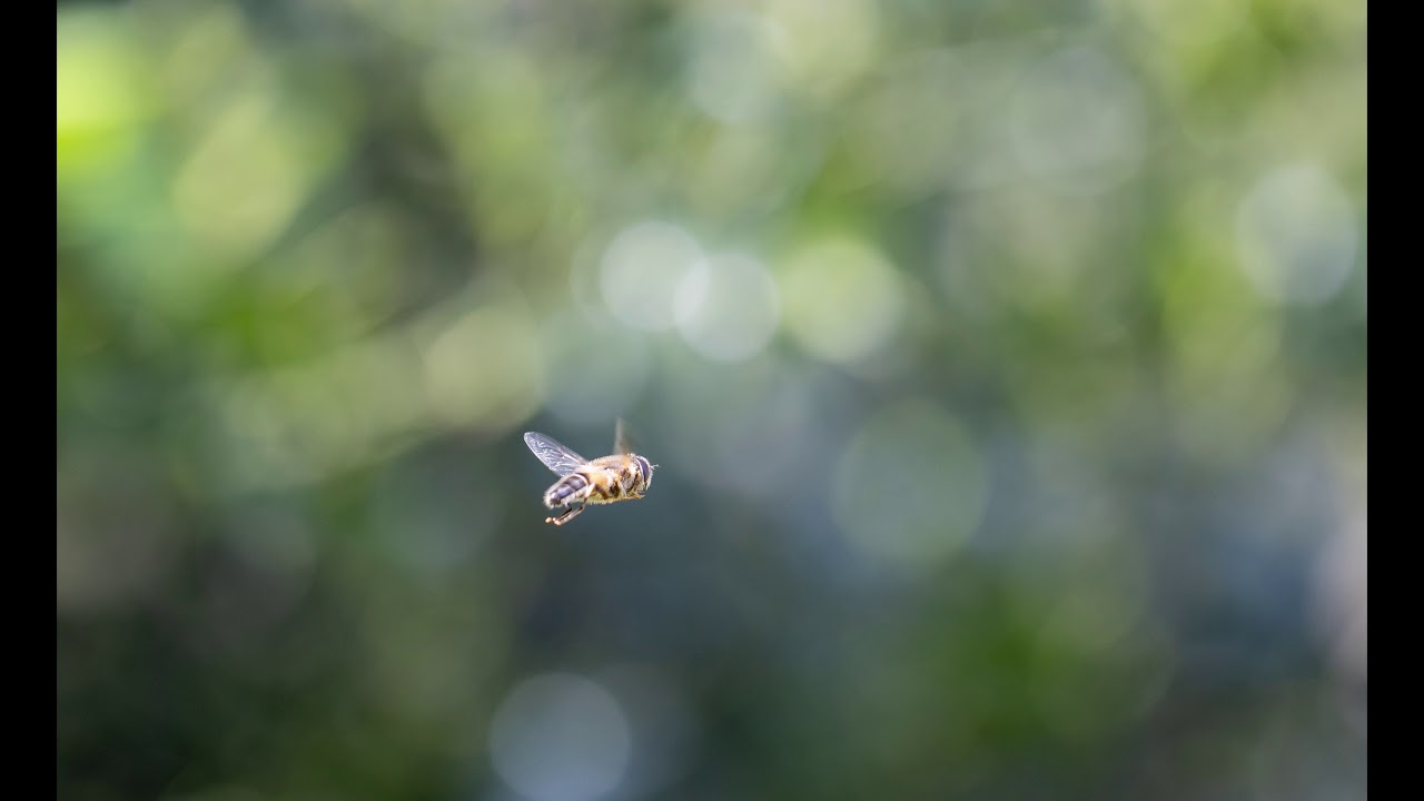 Fly in Back garden - YouTube