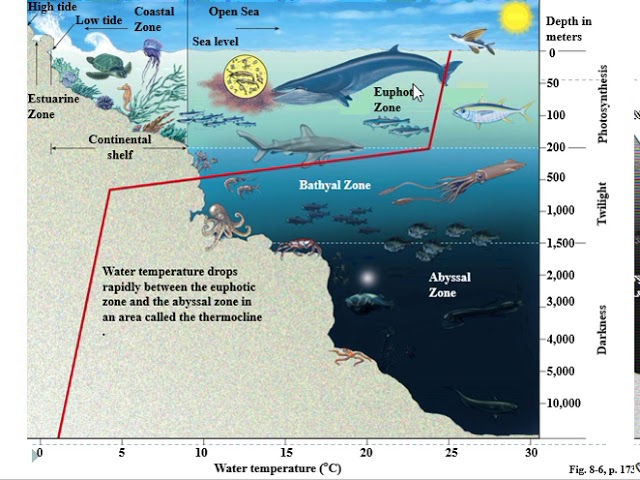Ocean Zones Chart