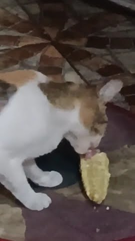 Cat eats corn😽😻 - YouTube