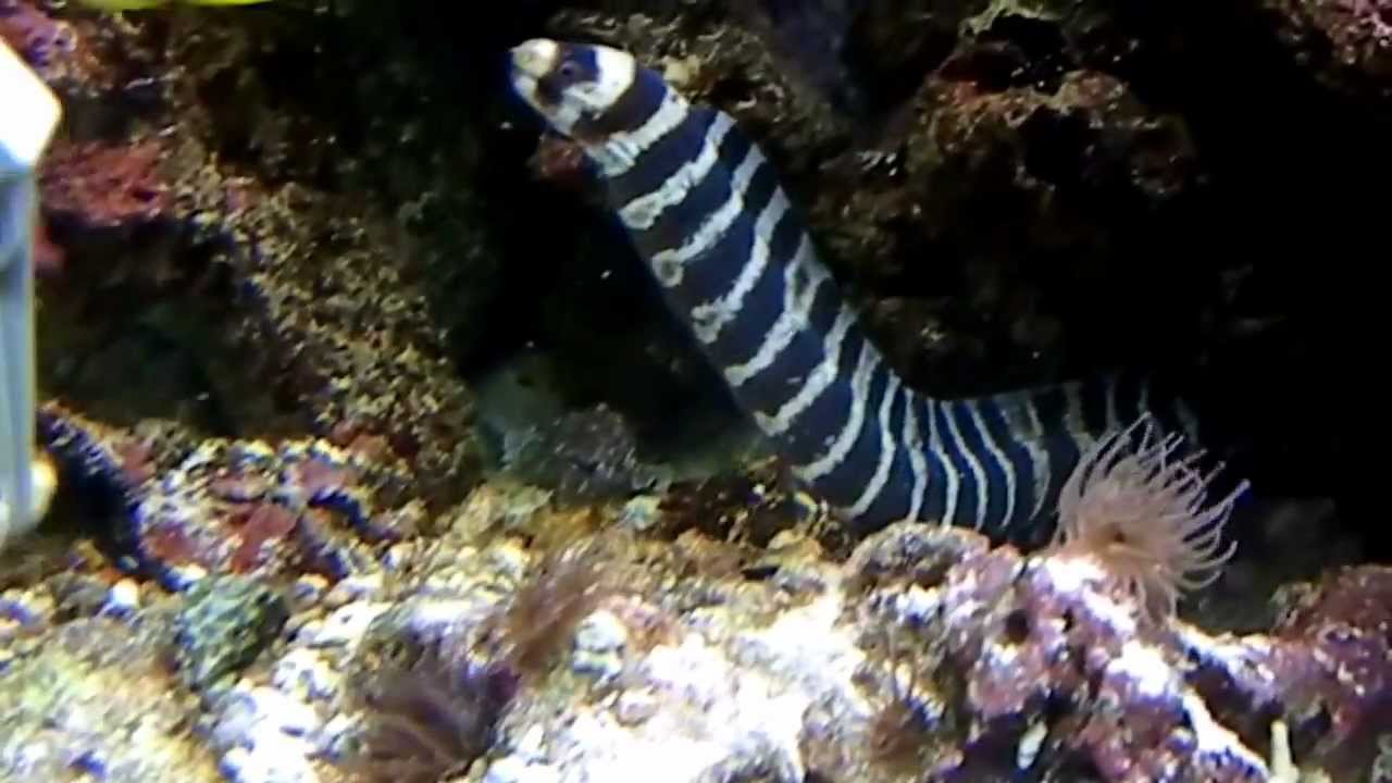 Zebra Moray Eel (Gymnomuraena zebra) Aquarinos - YouTube