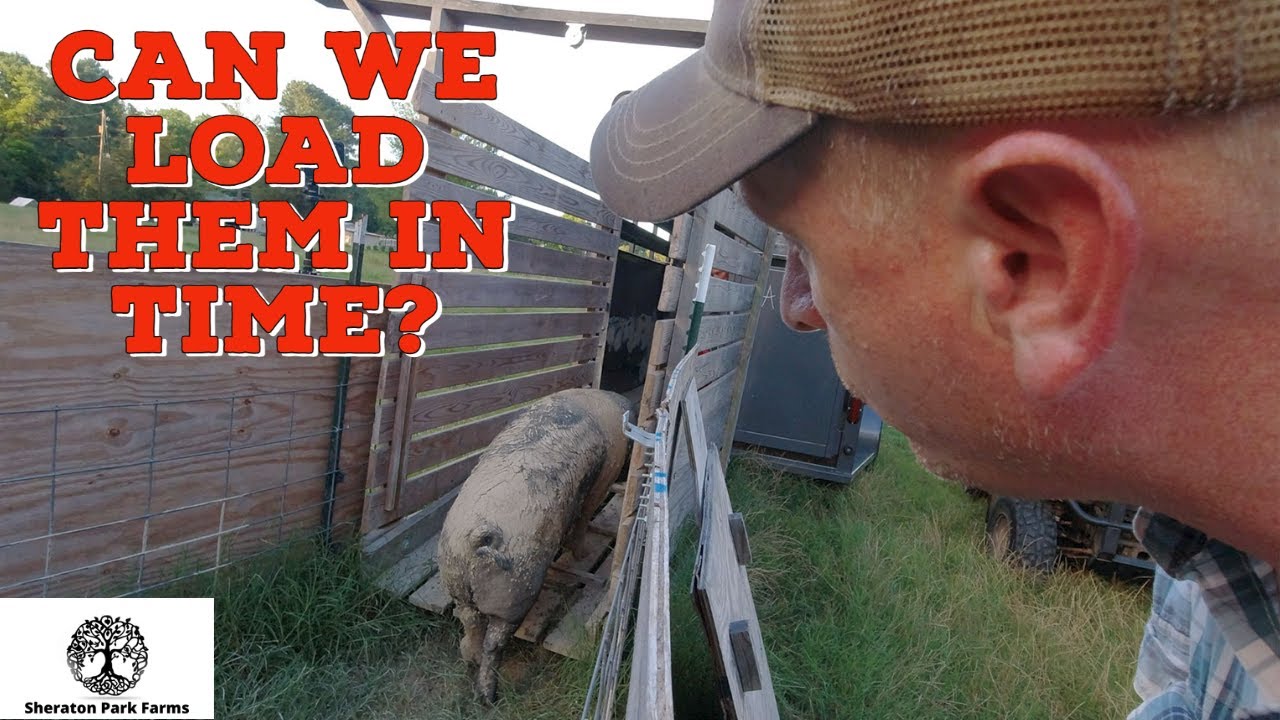 Pasture Pig Loading Challenge - Can We Beat The Clock? - YouTube