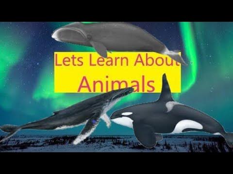 Lets Learn about Animals of the Arctic. Killer Whale(Orca), Bowhead ...