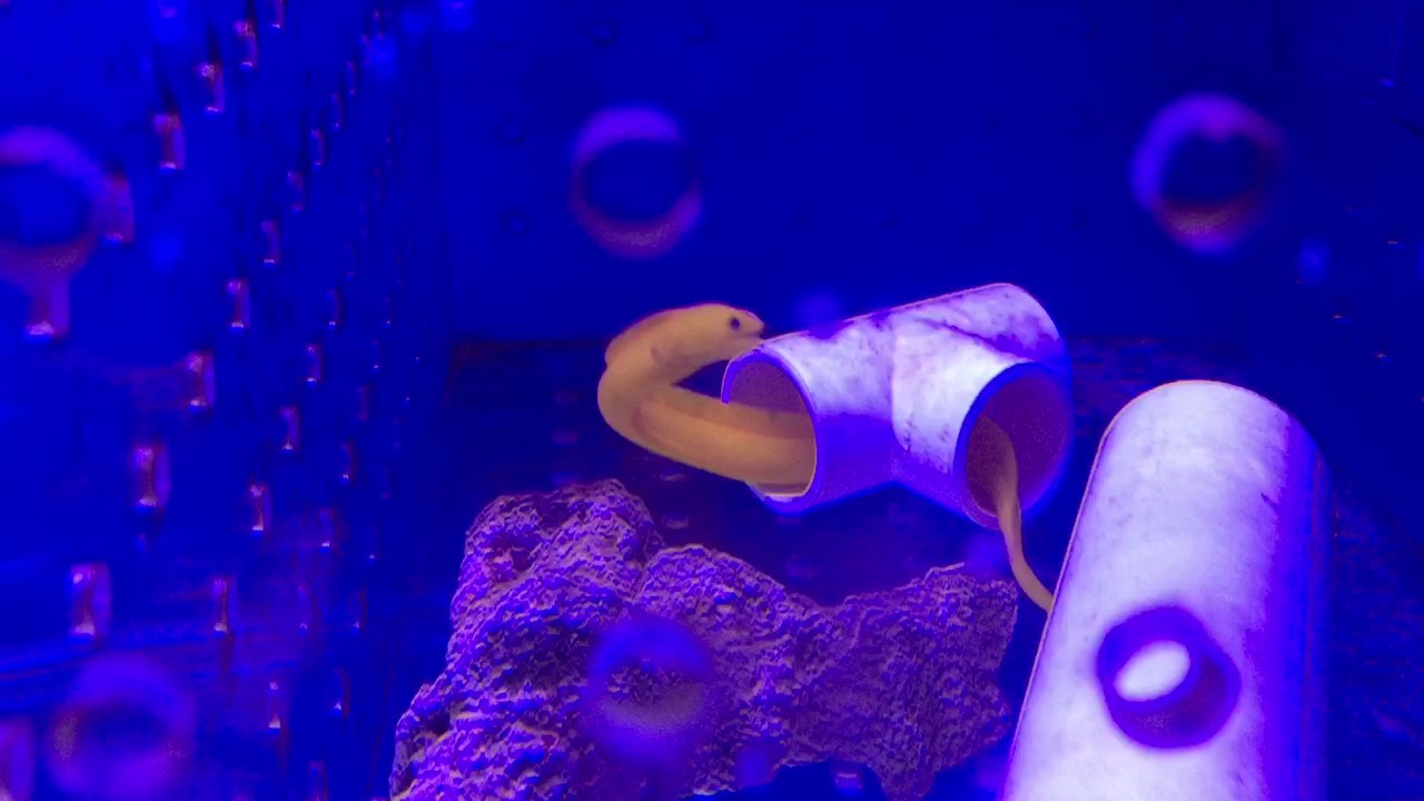 Super rare Golden eel - YouTube