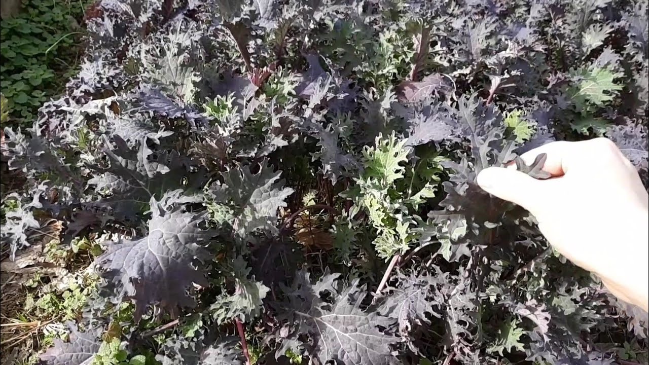 Russian red kale the perfect winter crop - YouTube