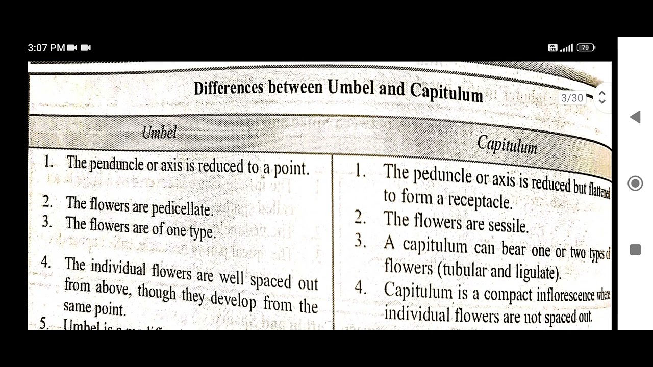 difference between umbel and capitulum best handwritten study notes ...