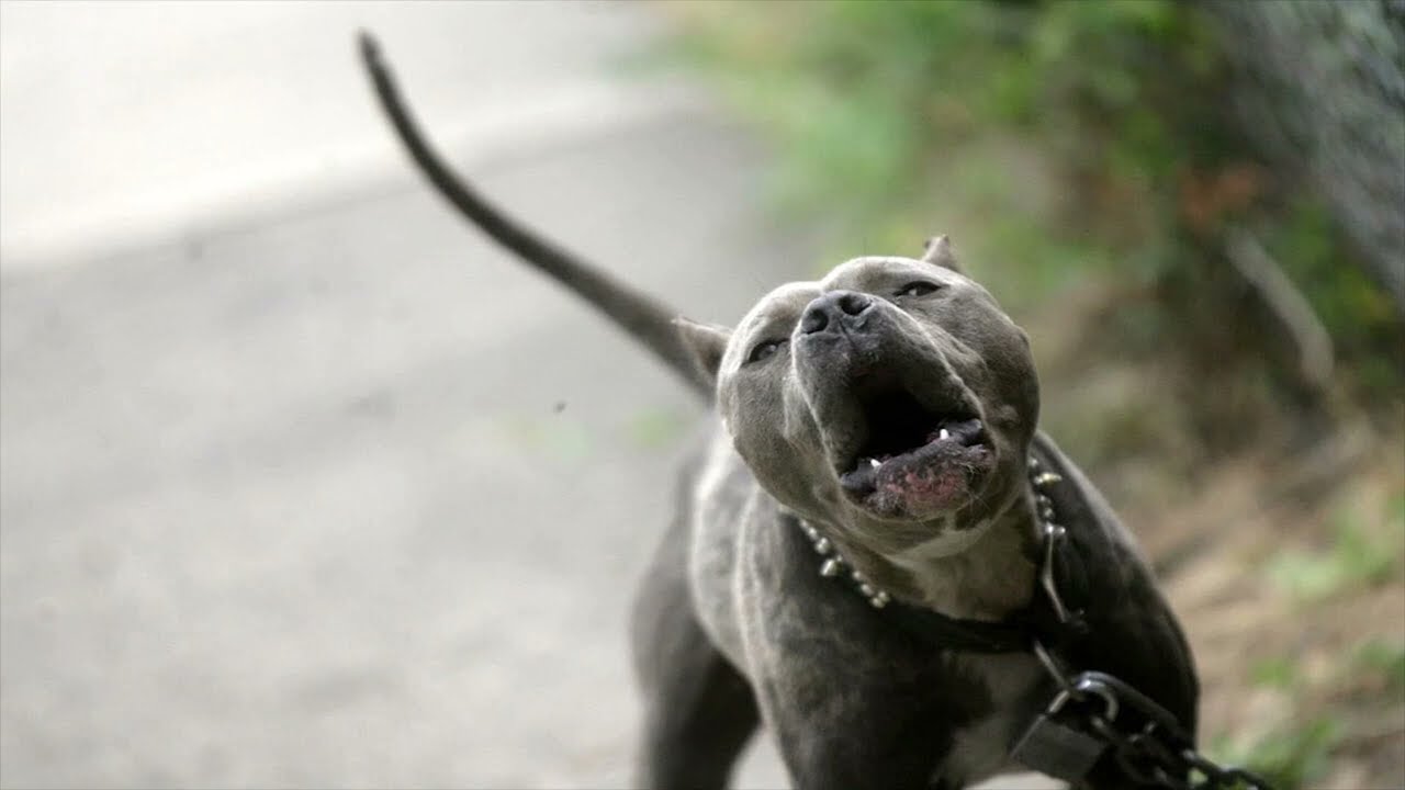 Barking Pit bull | Pit bull Barking sounds - YouTube