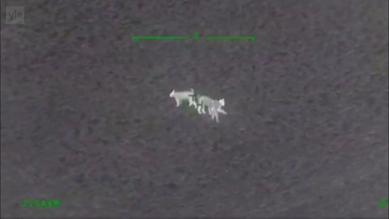 Lynx Challenges A Wolf To Protect Her Cubs How Does The Confrontation End Youtube