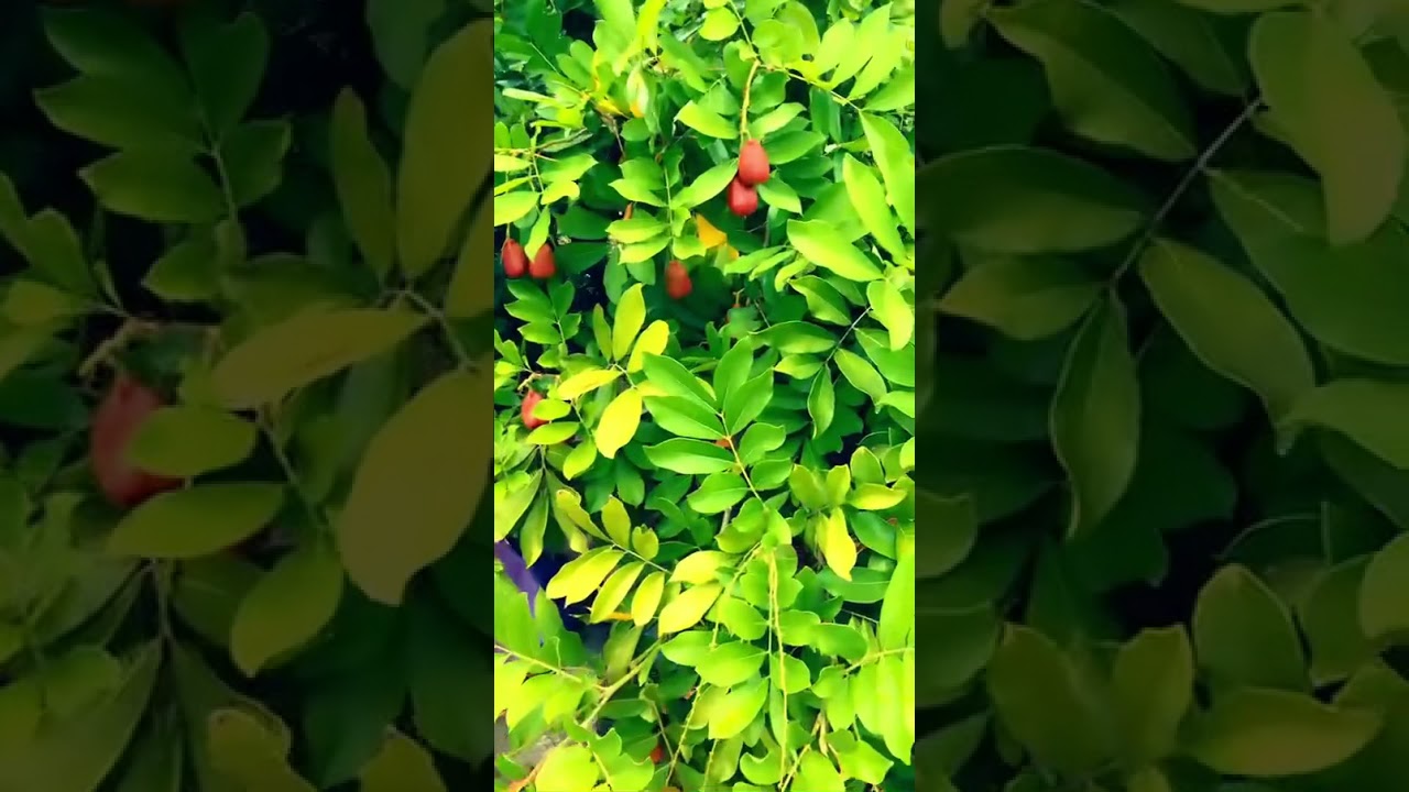 Ackee tree - YouTube