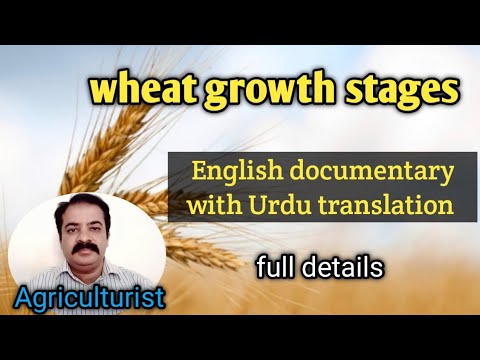 wheat crop growth stages | wheat farming | wheat cultivation | wheat ...