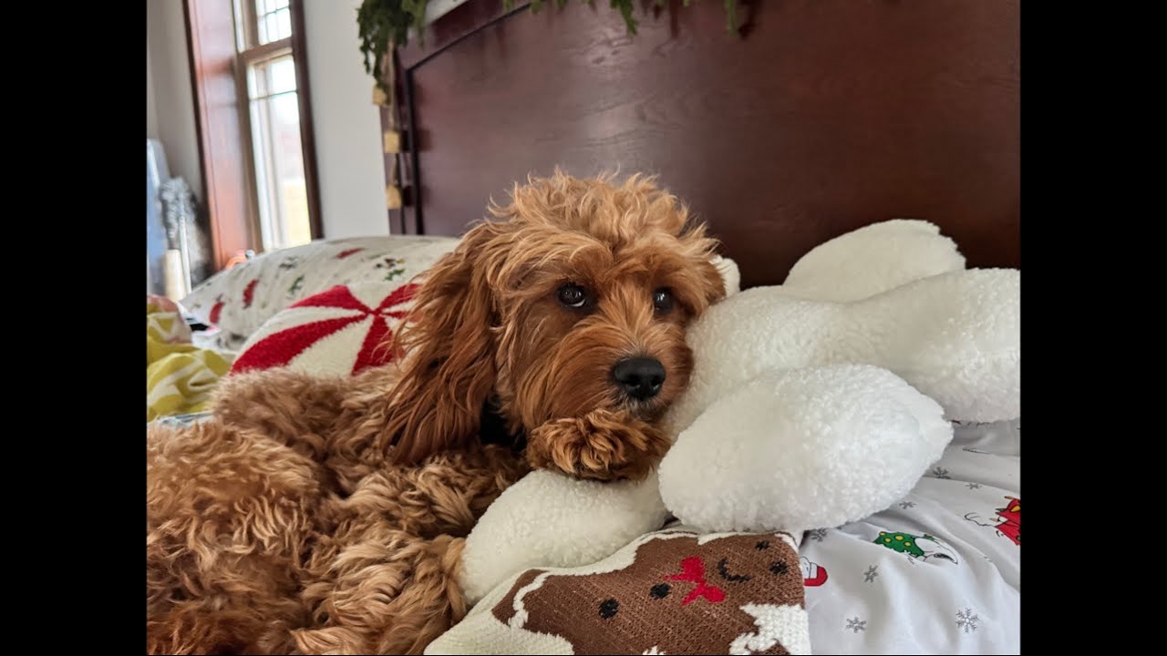 Live Vendor Wax Chop & Chat - YouTube