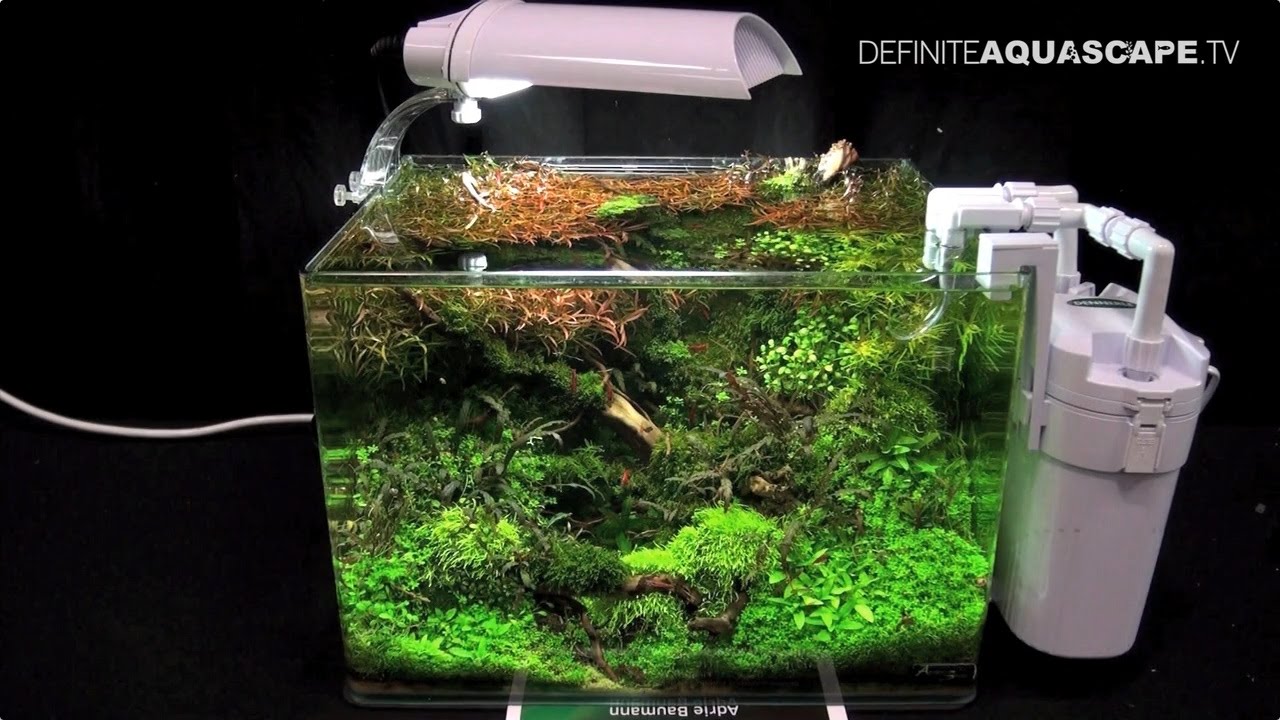 The Art of the Planted Aquarium 2015 - Scaper's Tank (Nano) category ...