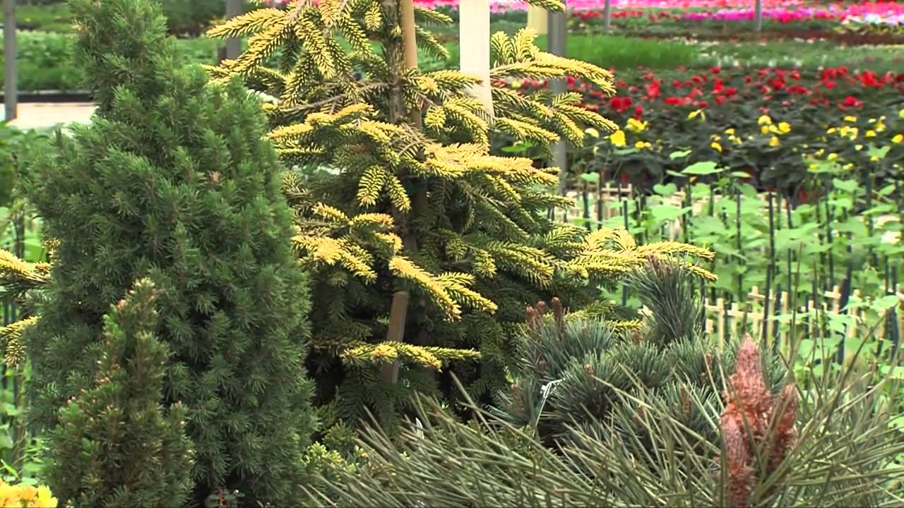 Miniature Evergreen Trees