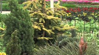 Miniature Evergreens