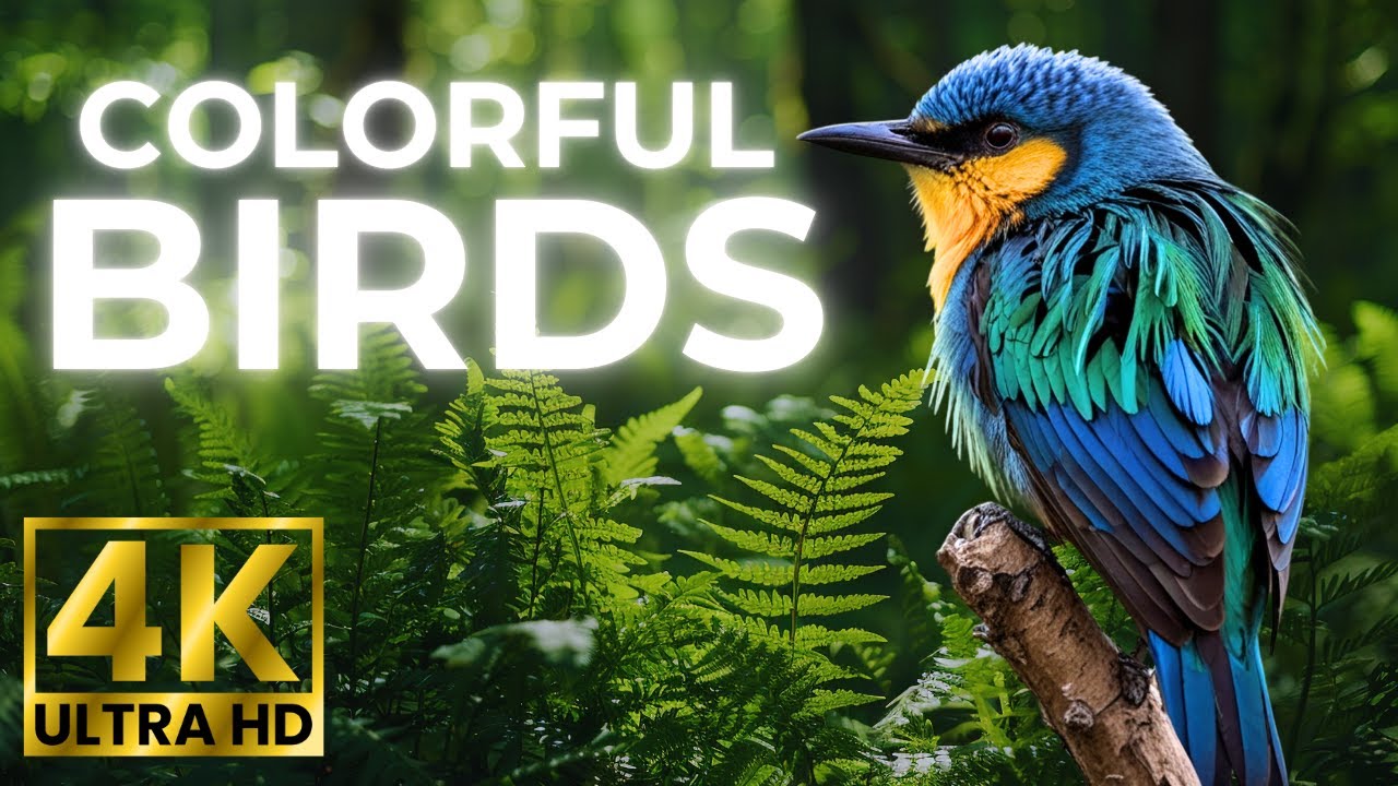 Most Colorful Birds | Bird Songs Stress Healing and Nature Sounds | 4K ...